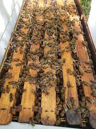 5-frame Nuc Bees, Italian | Bee and Comb